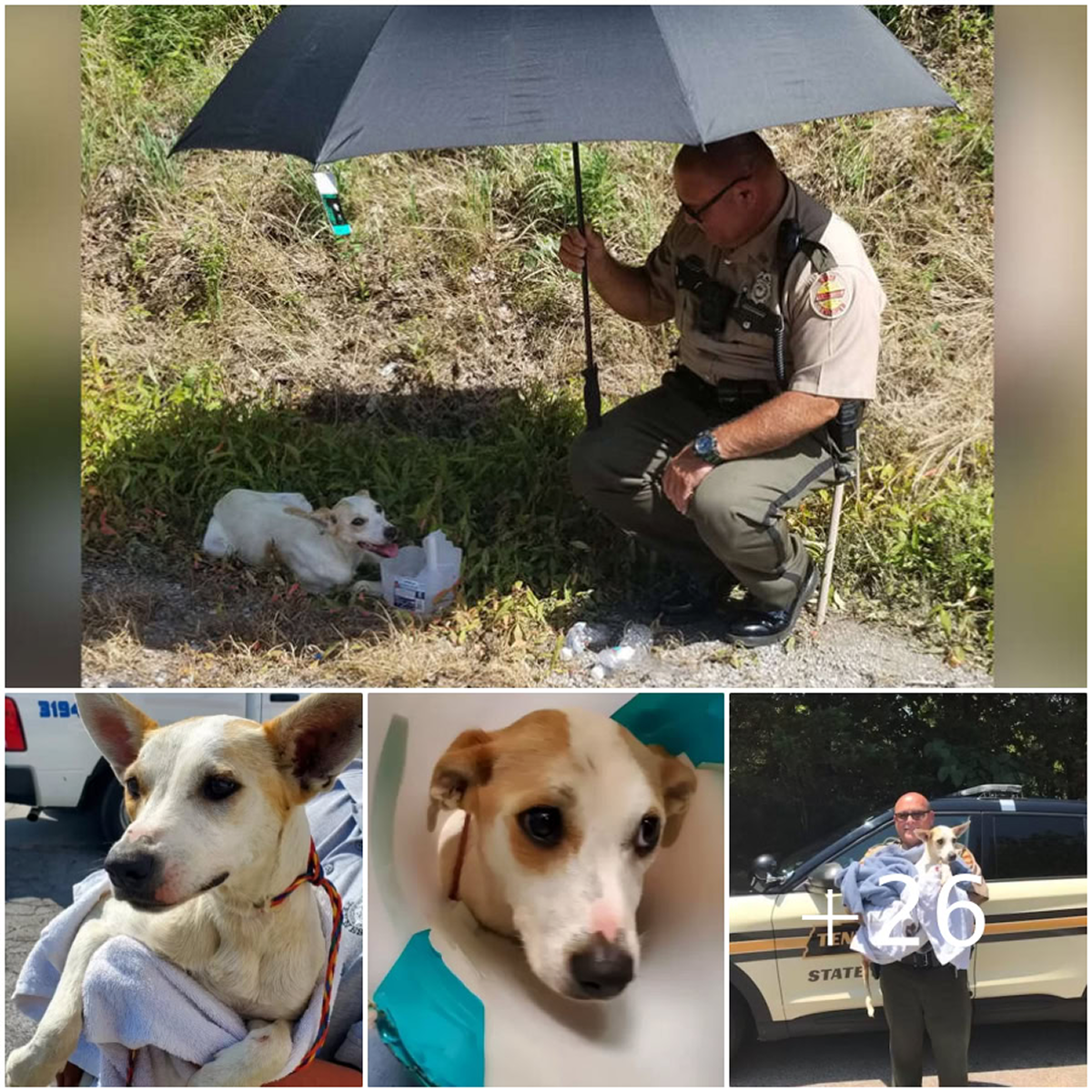 Woman Moved to Tears After Officer Stops to Help Overheated Stray Dog During Sweltering Heatwave ...