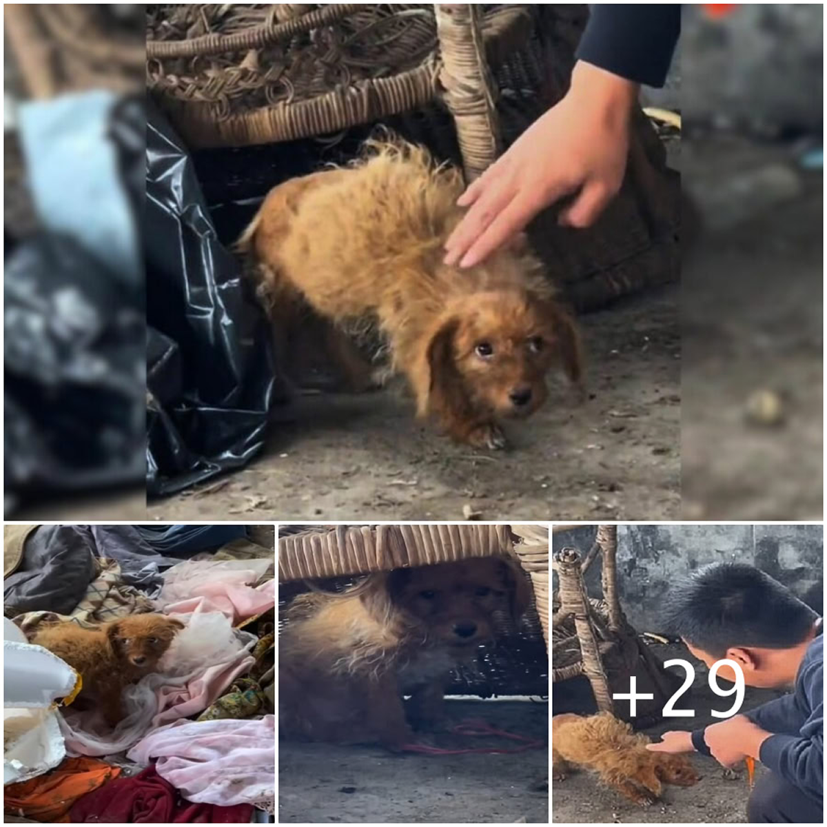 Heartbroken and discarded at a trash heap, the tiny puppy lowered his head, silently pleading ...