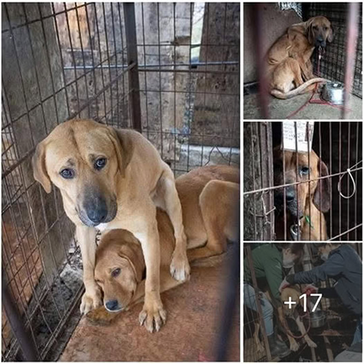 Toby, the final survivor of the abandoned puppy mill, pauses at the threshold of freedom, his ...
