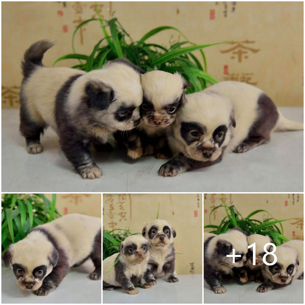 These adorable puppies are so fluffy and unique, they could easily be mistaken for tiny panda ...