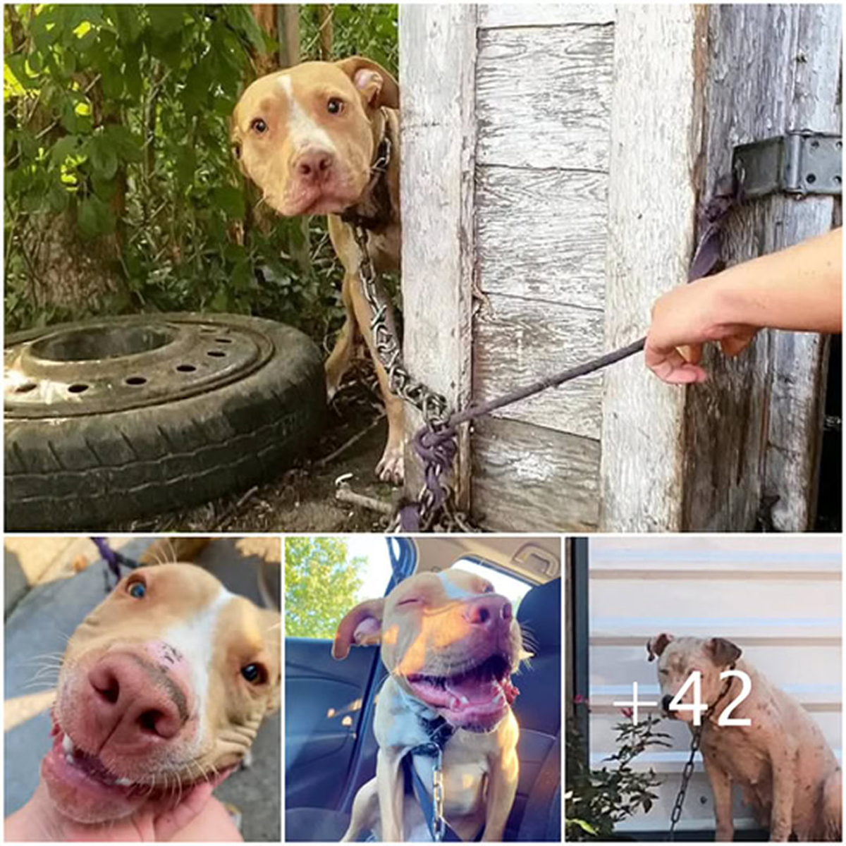 Chained and forgotten for years, the dog couldn’t stop wagging his tail the moment he tasted ...