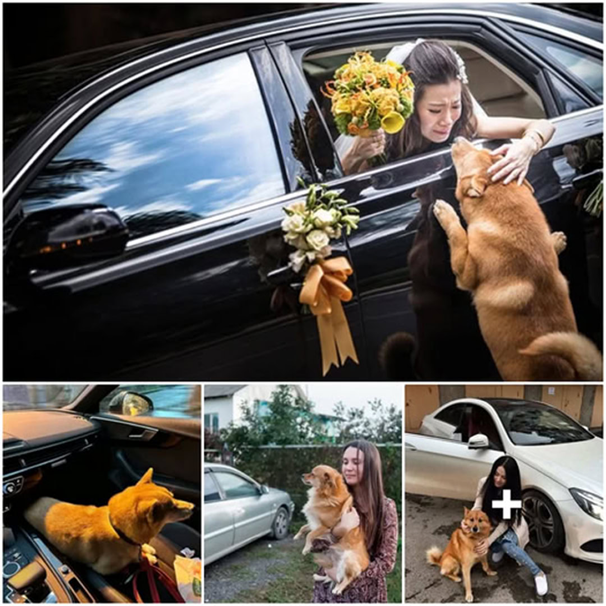 Touching Story: Loyal Dog Travels 70km on Foot Just to Attend His Owner’s Wedding, Leaving ...