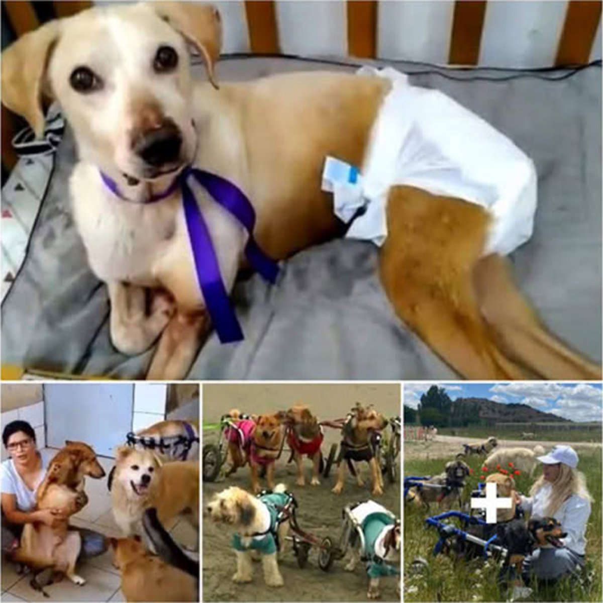 A woman transforms the lives of paralyzed stray dogs by rescuing them ...