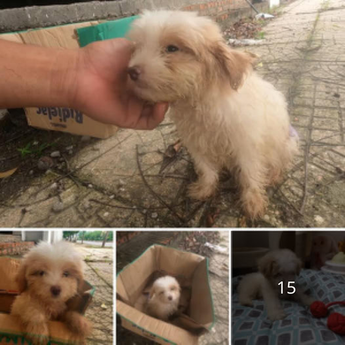 Abandoned in a cardboard box, the dog fights with courage, clinging to ...