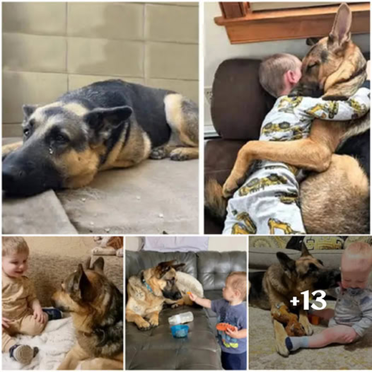 Once abandoned, now cherished — the uplifting story of a rescued dog’s ...