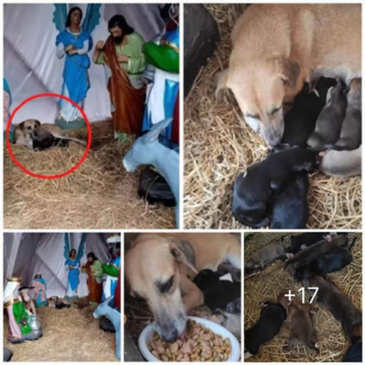 A homeless dog takes refuge in a Christmas display and gives birth to ...