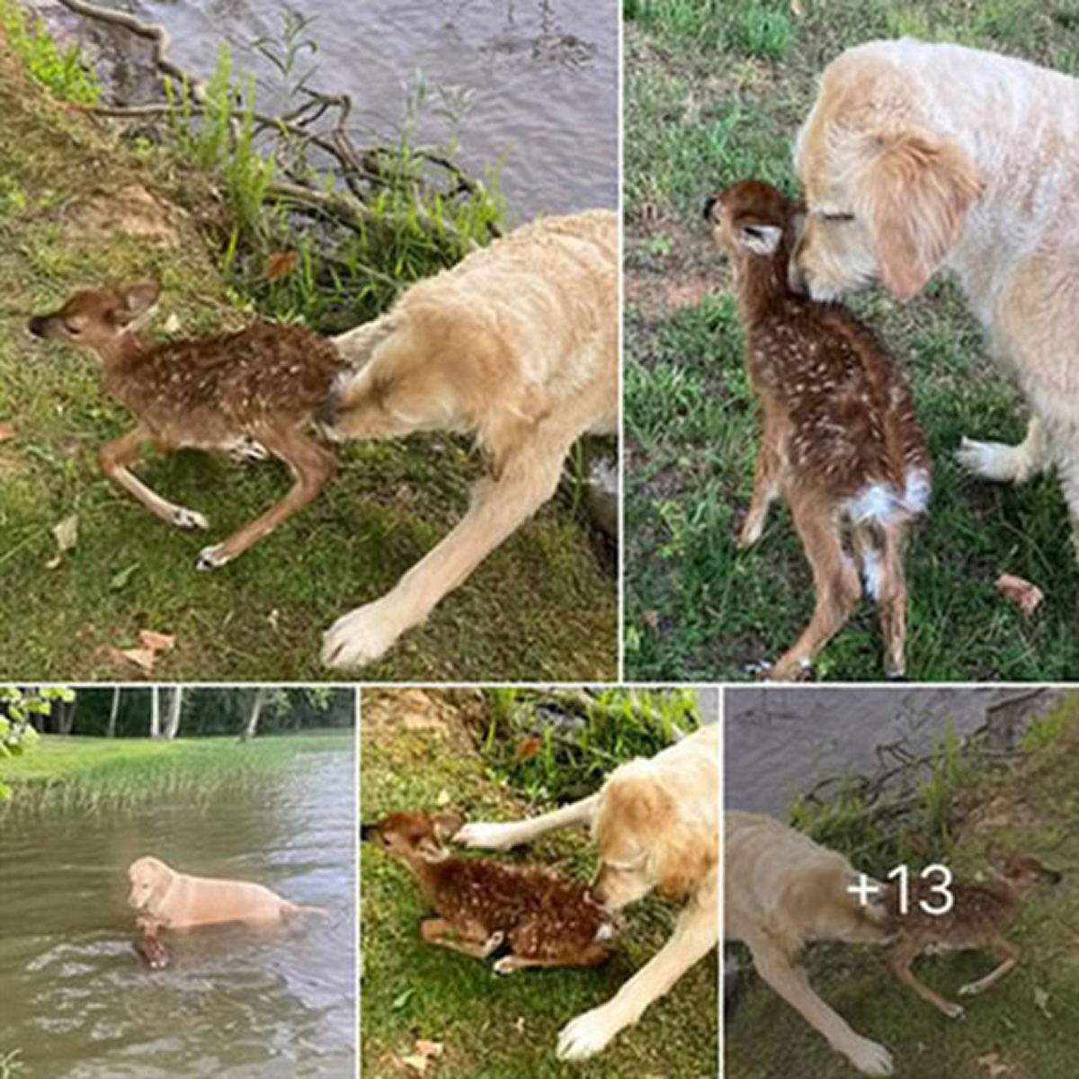 A courageous Golden Doodle saves a baby deer from drowning in a lake ...
