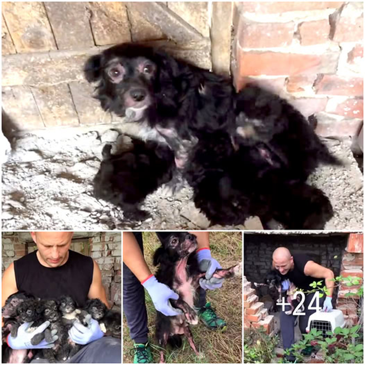 Sick and abandoned, the mother dog gave birth alone in the wilderness ...