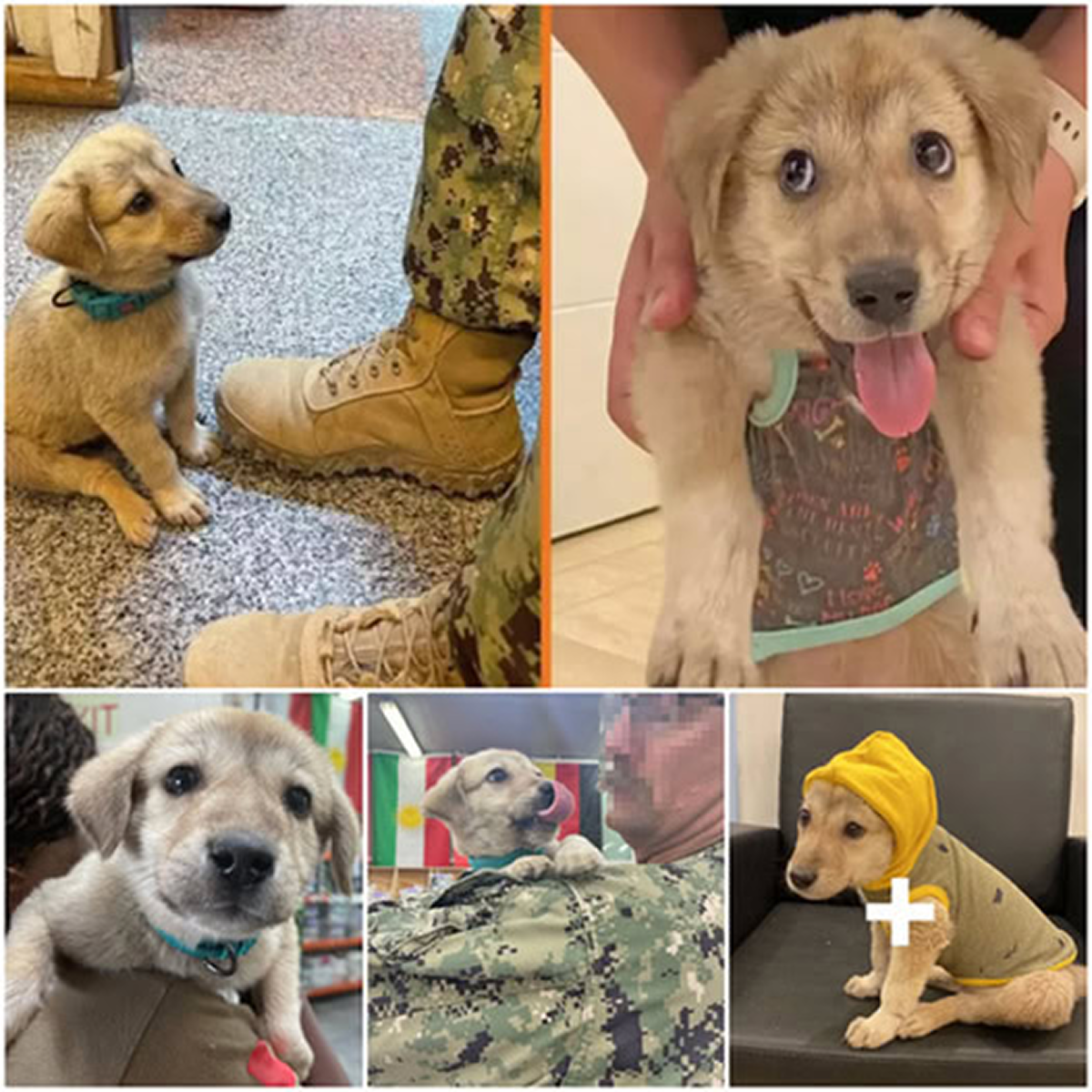 A stray puppy accidentally wanders into a highly classified military ...