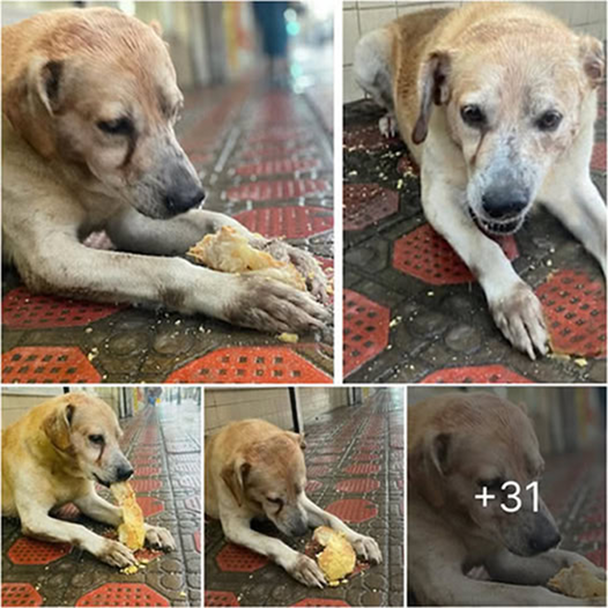 A hungry homeless dog waits patiently in front of a locked bakery, not ...