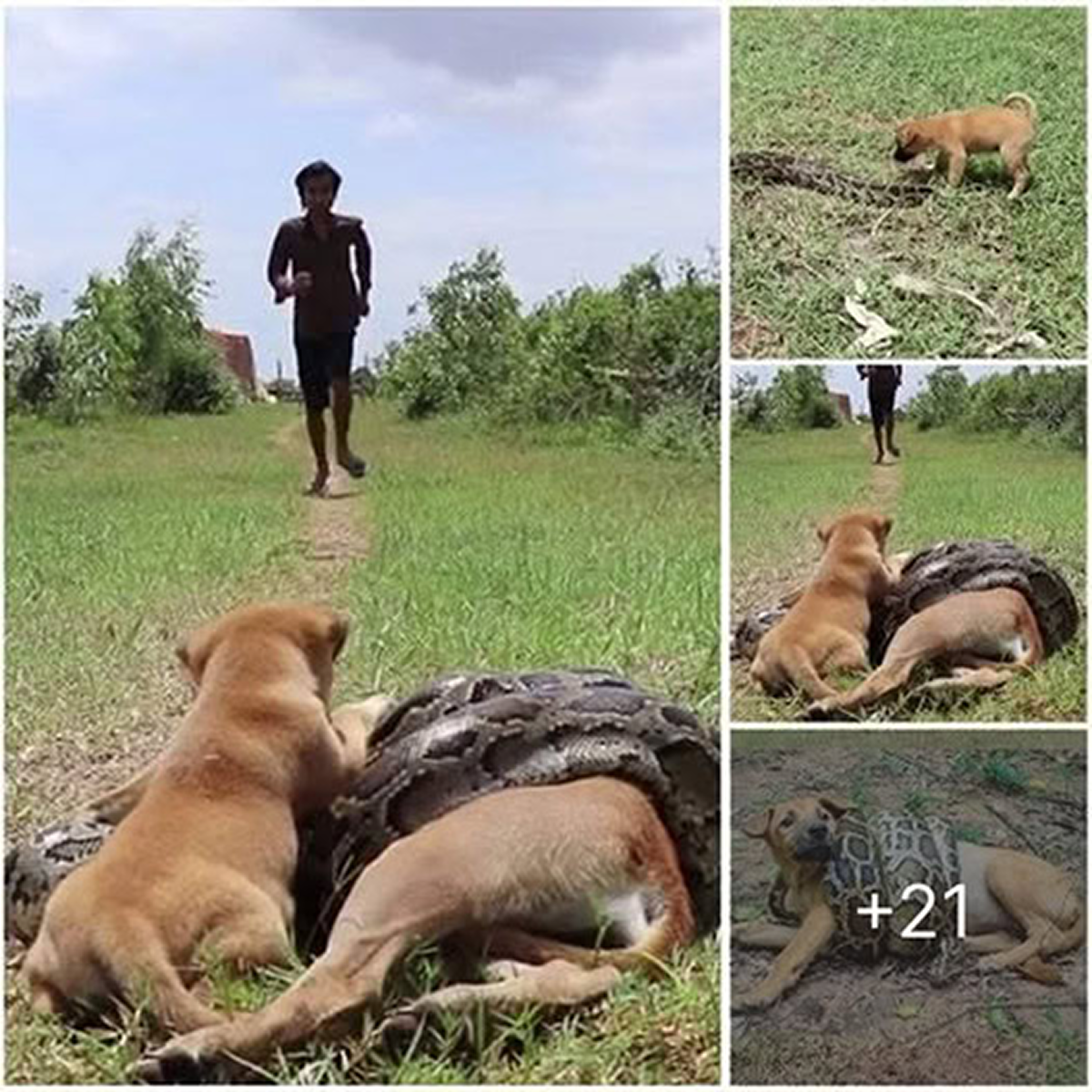 A courageous puppy calls for help and struggles to protect its mother ...