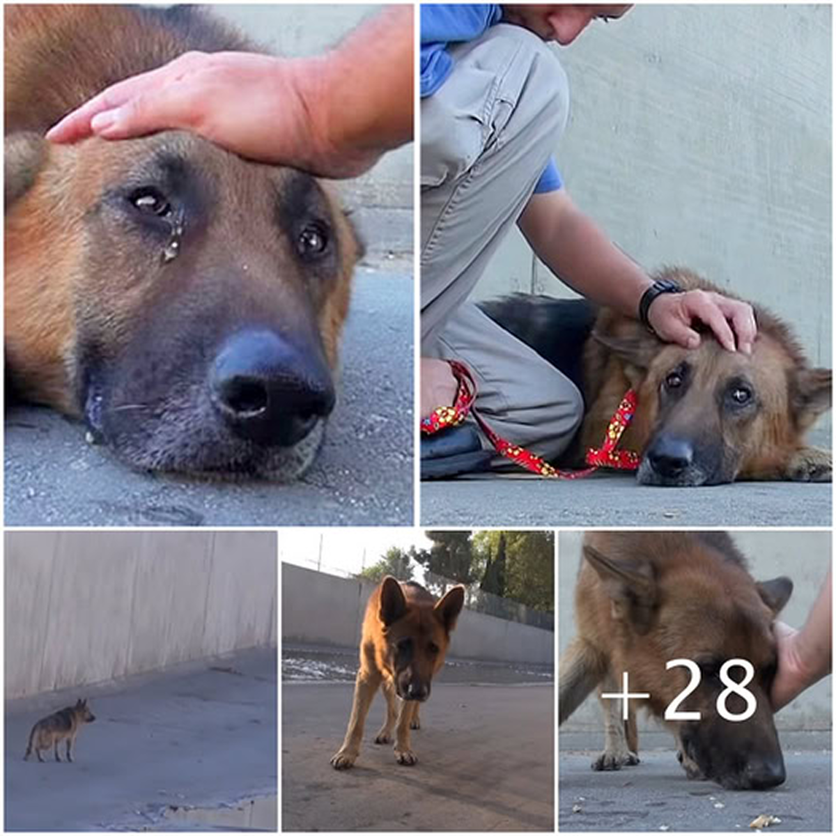 An elderly dog stuck in a river is saved by compassionate volunteers ...