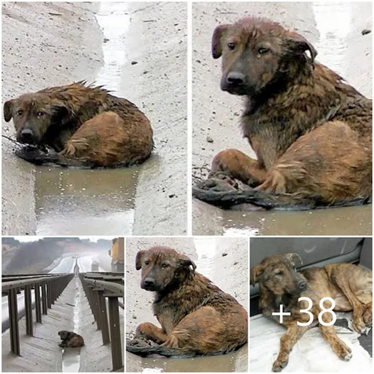 Wounded and abandoned, a dog with broken paws lies still on a bustling ...