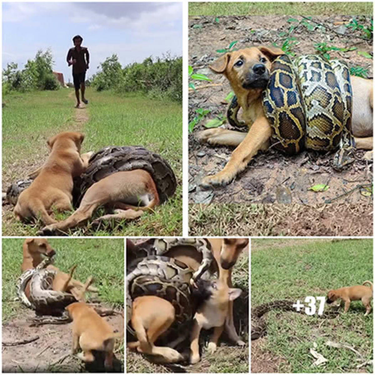 Brave Puppy Screams for Help and Fights Off Giant Python to Save His ...