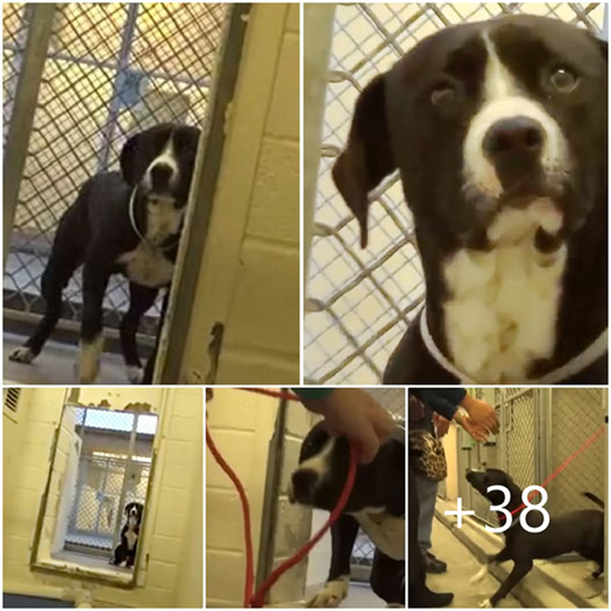 From Hopelessness to Bliss: A Shelter Dog Jumps for Joy Upon Being ...