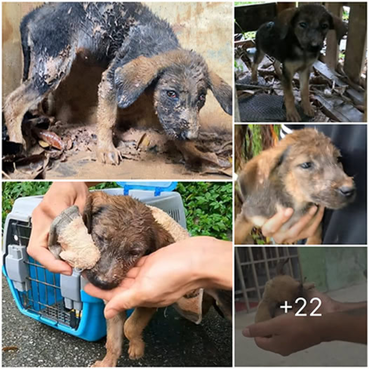 Oh, those poor innocent souls! A woman is horrified by what she uncovers inside a plastic box on ...