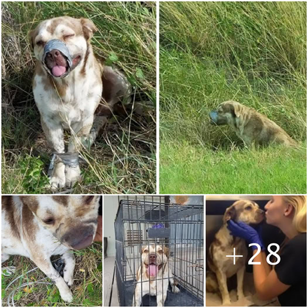 Struggling in a ditch with his mouth and legs taped, a dog left to die ...