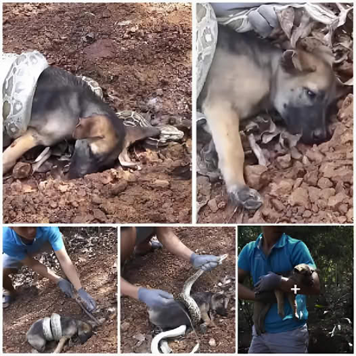 "The frantic barks of a dog crying for help while battling a swift ...