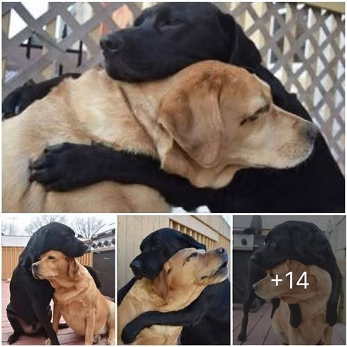 After eight long months apart, two stray dogs reunite with a touching ...