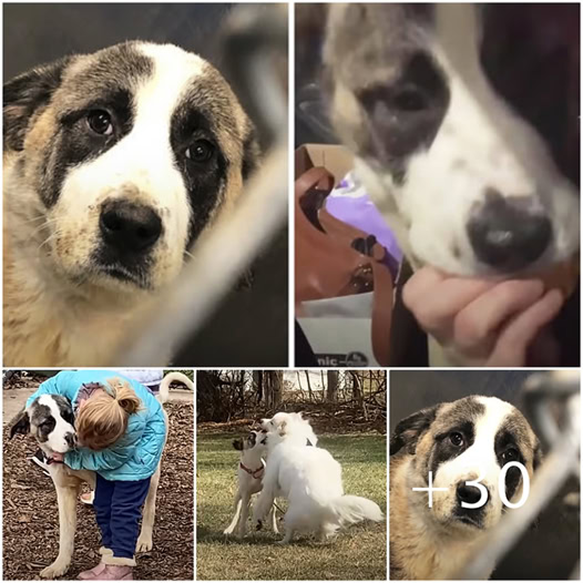 After six long years in confinement, a gentle giant finally savors ...