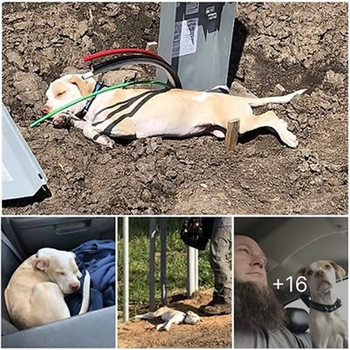 A helpless dog, stranded on a stormy city bridge, is saved—warming ...
