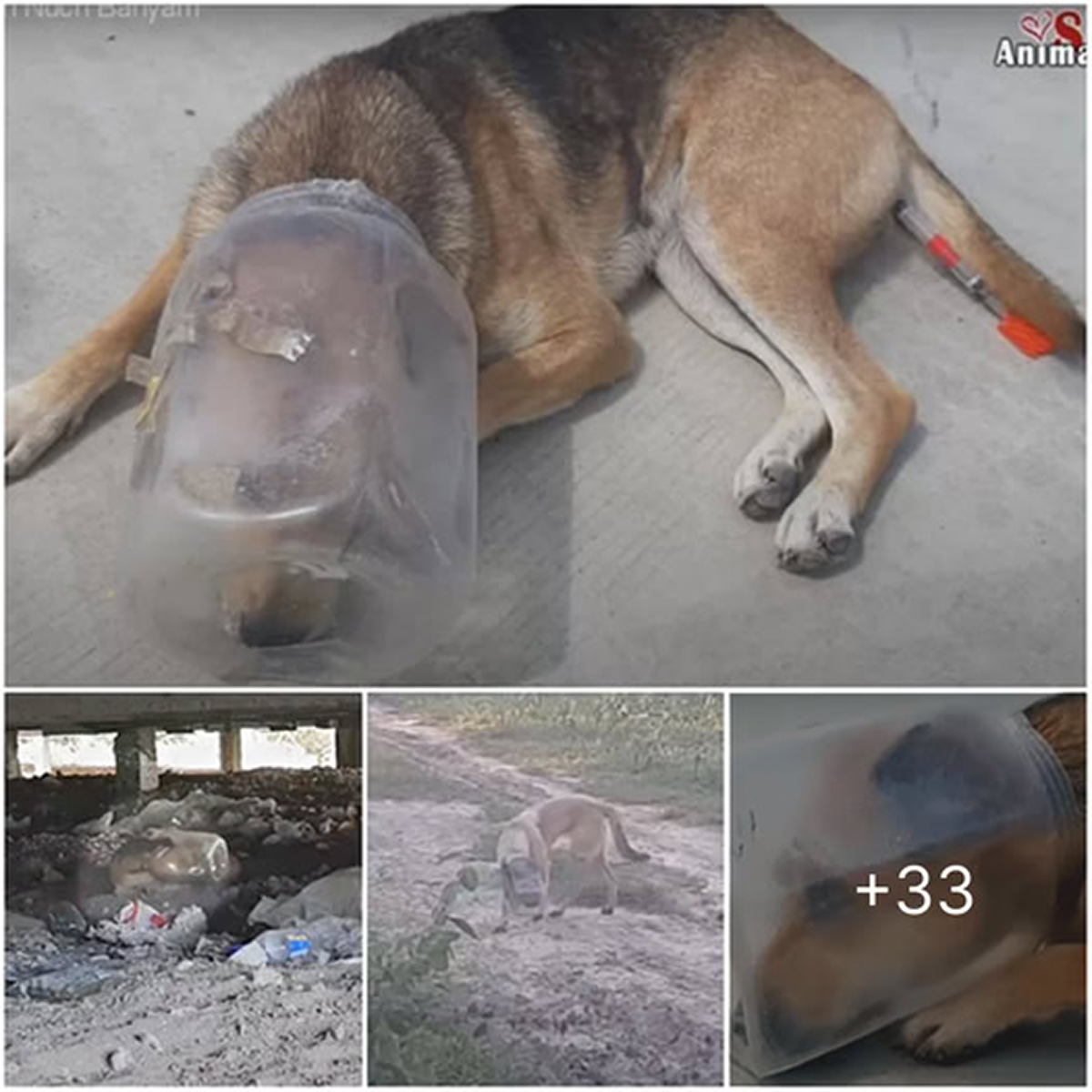 A severely fatigued dog with a jar trapped on its head collapsed ...
