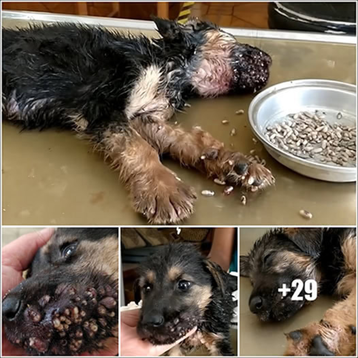 Heartbreaking! This poor pup suffers from severe mouth parasites ...