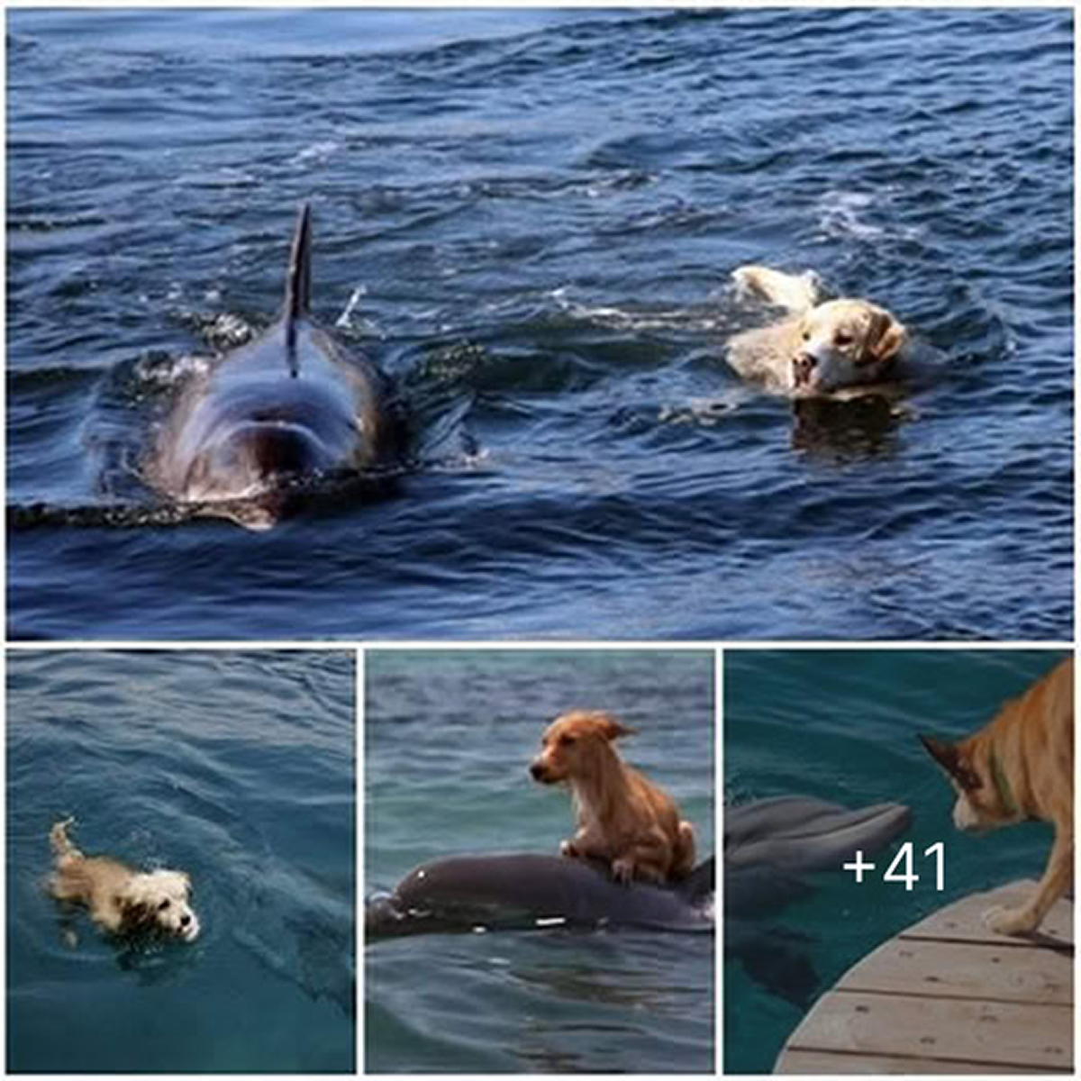 A dog saved from danger shares a magical first kiss with a dolphin -ltbl