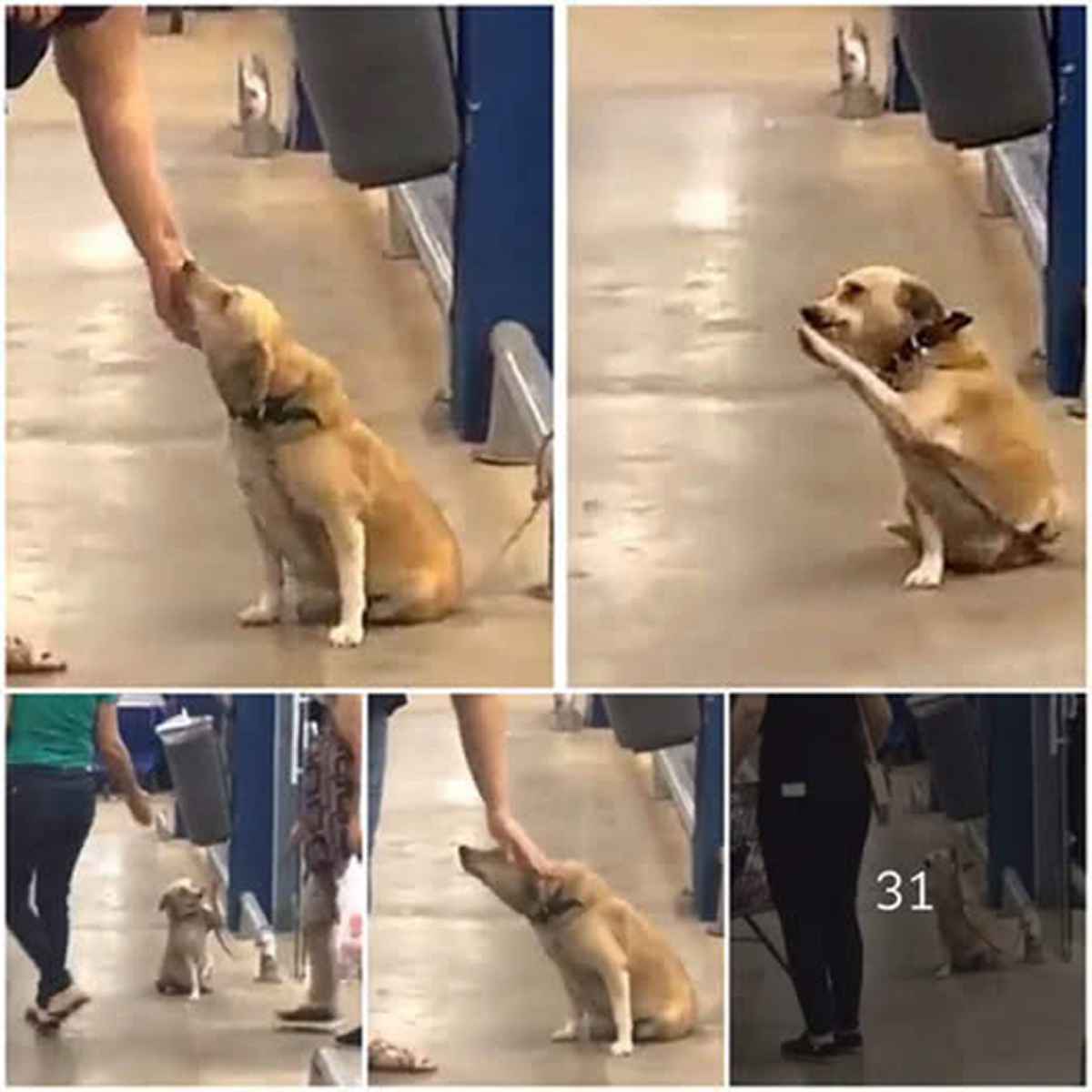 A homeless dog’s sweet behavior outside a café touched many hearts and ...