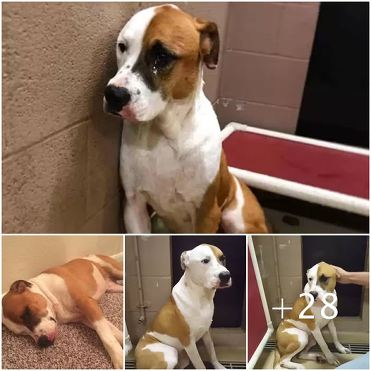 The tragic story of a dog who waited over two years in a shelter ...