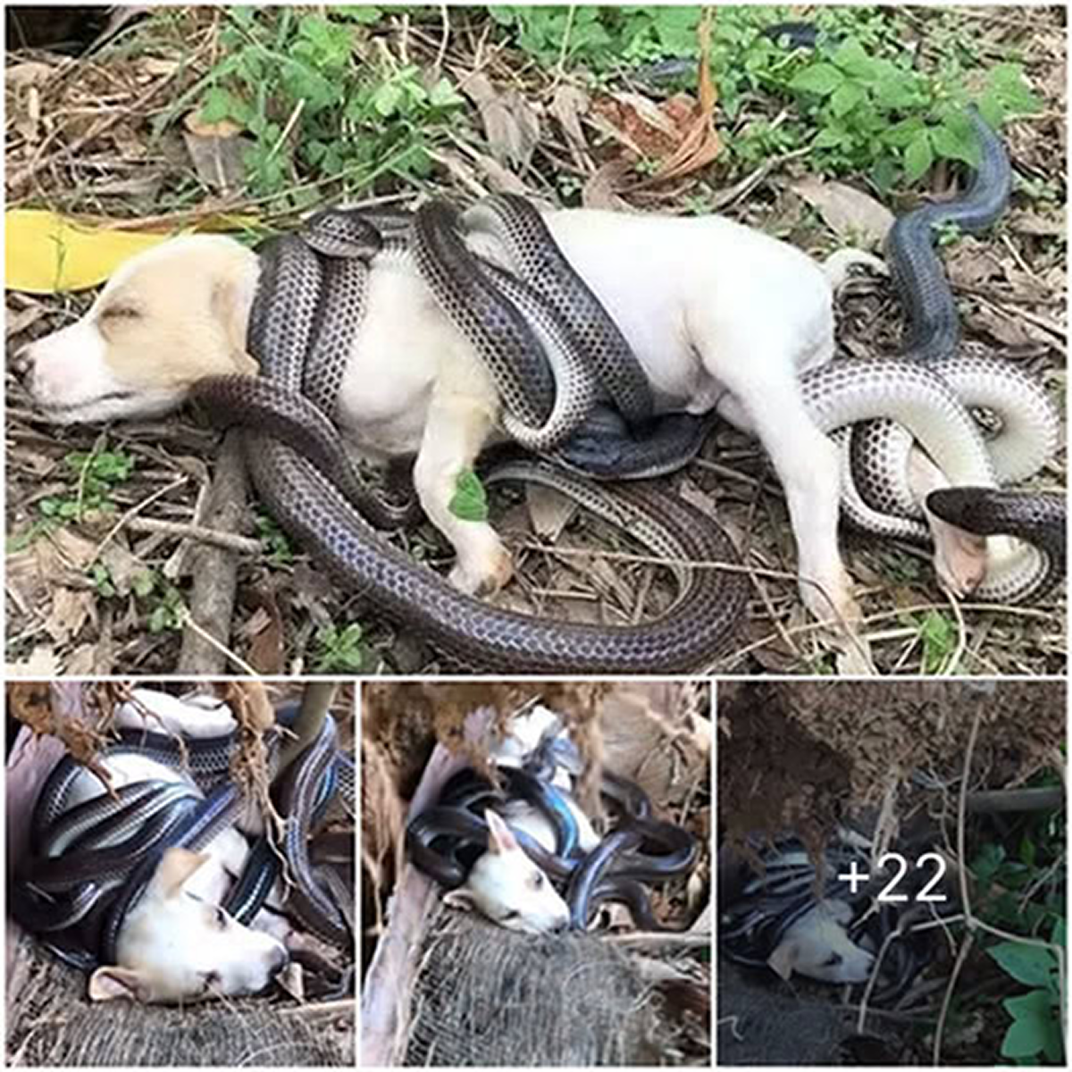 Loyal and unyielding: a brave dog confronts a pack of wild predators to ...