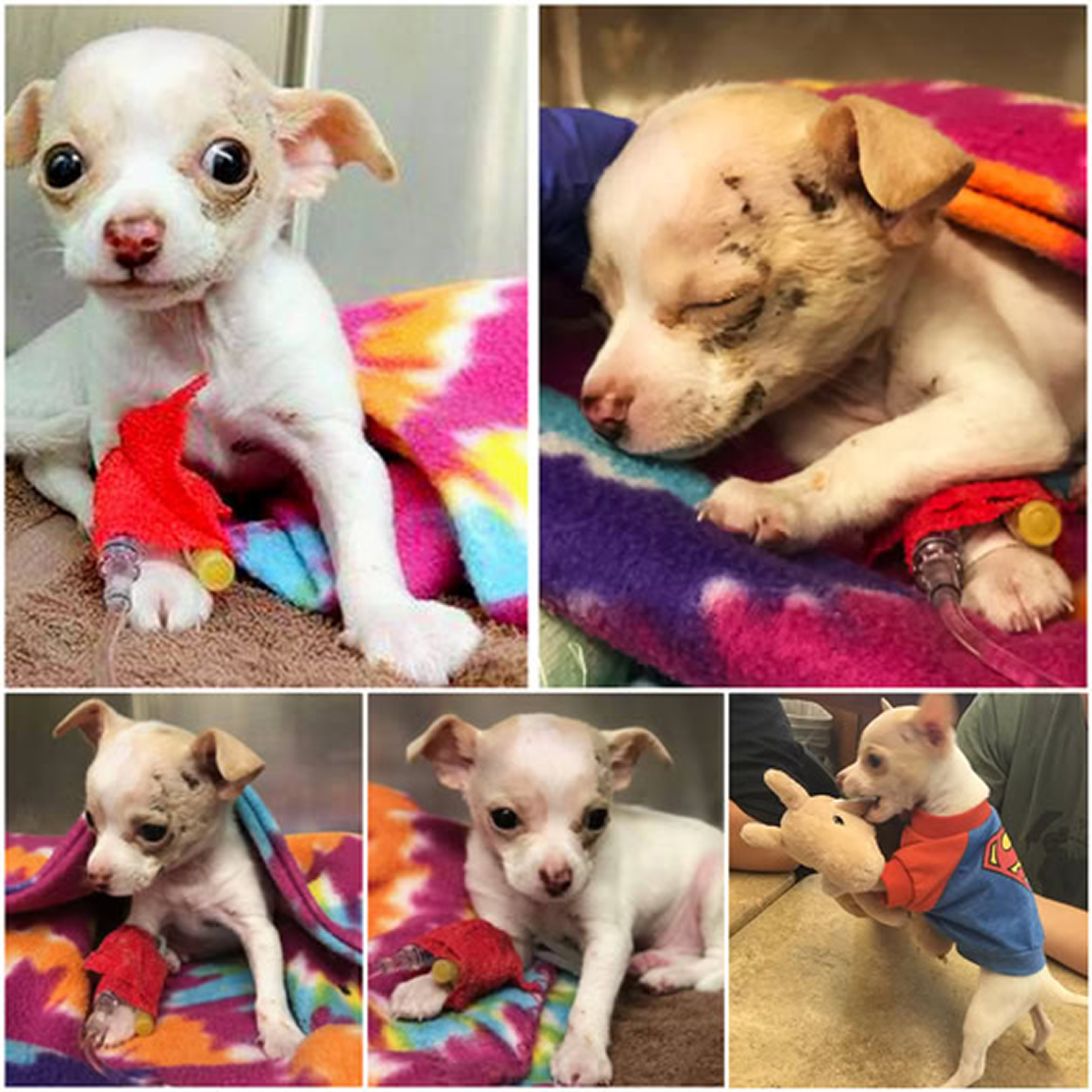 Out of nowhere, a tiny stray Chihuahua puppy emerges, beginning a brave ...