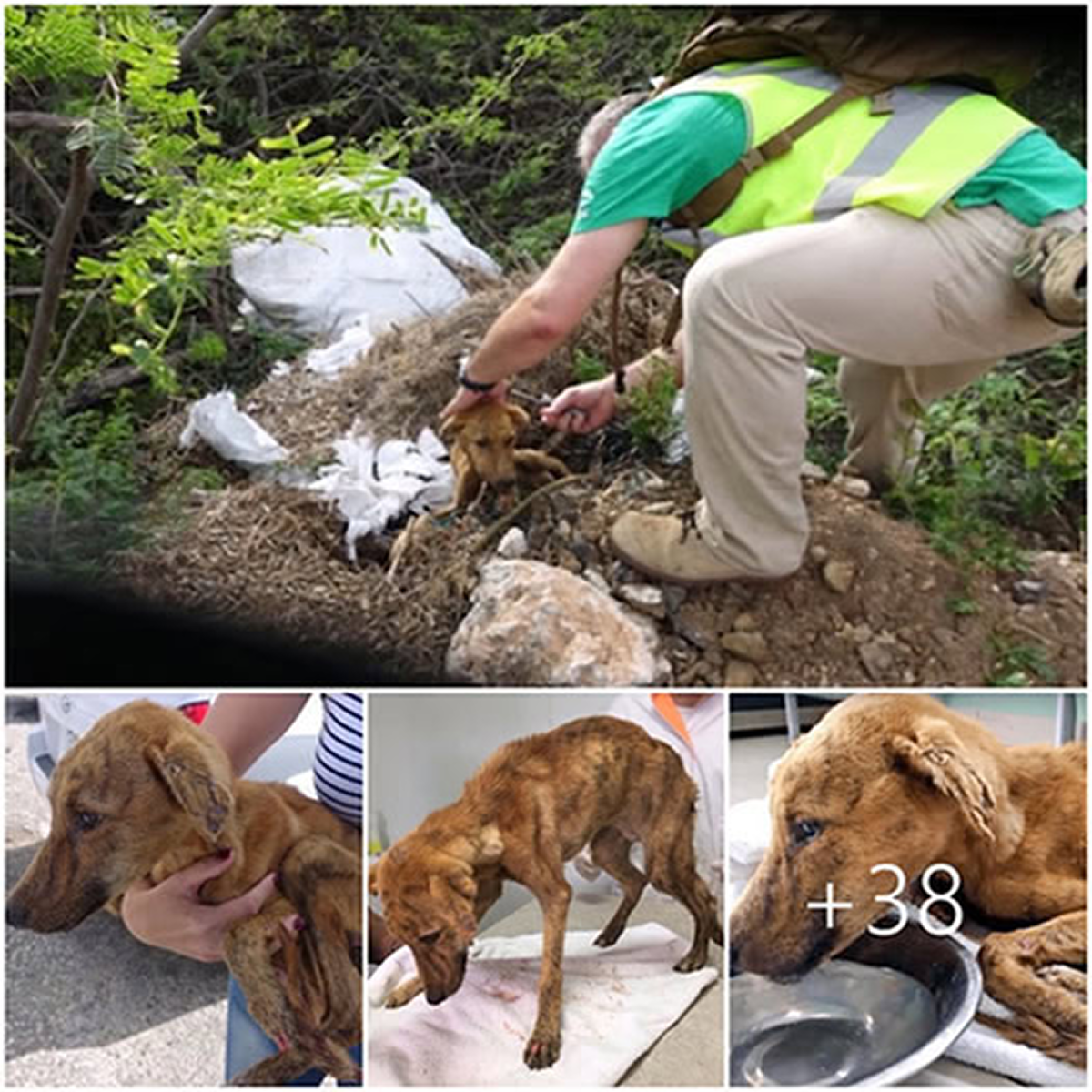 The abandoned dog, frail and exhausted, reduced to just skin and bones ...