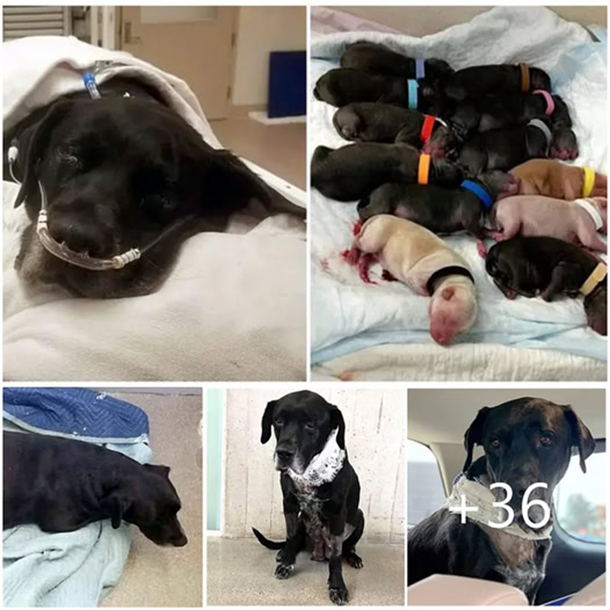 Abandoned during a painful labor, a shelter mother dog loses all 21 of ...