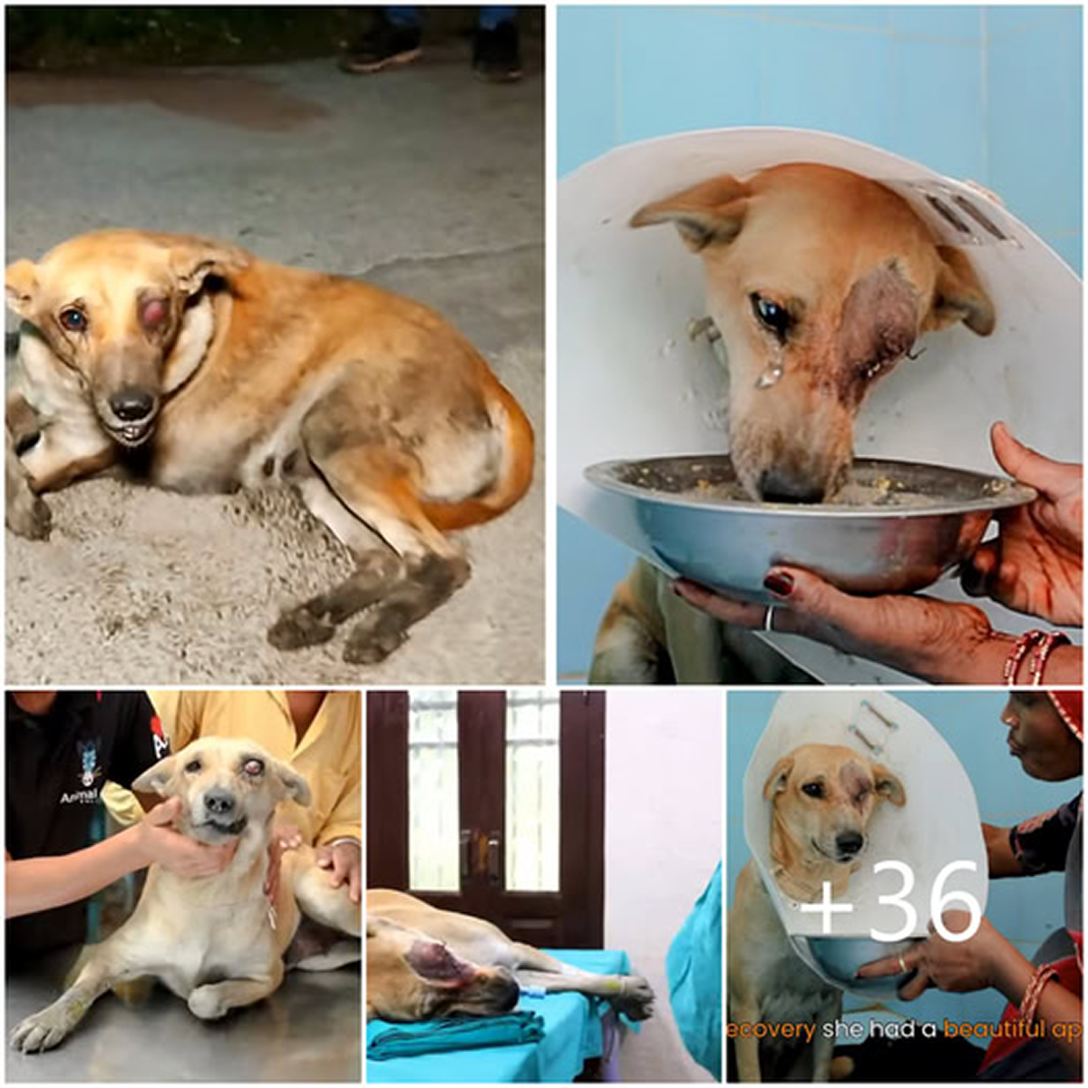 A stray dog with a ruptured eye, injured and alone, experiences love ...
