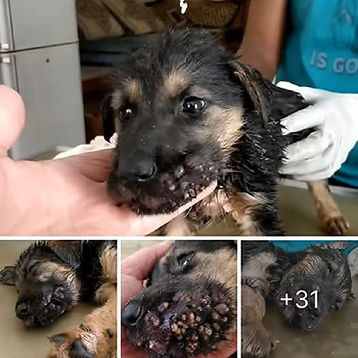 Poor little dog! It suffered from severe parasite infestations in its ...