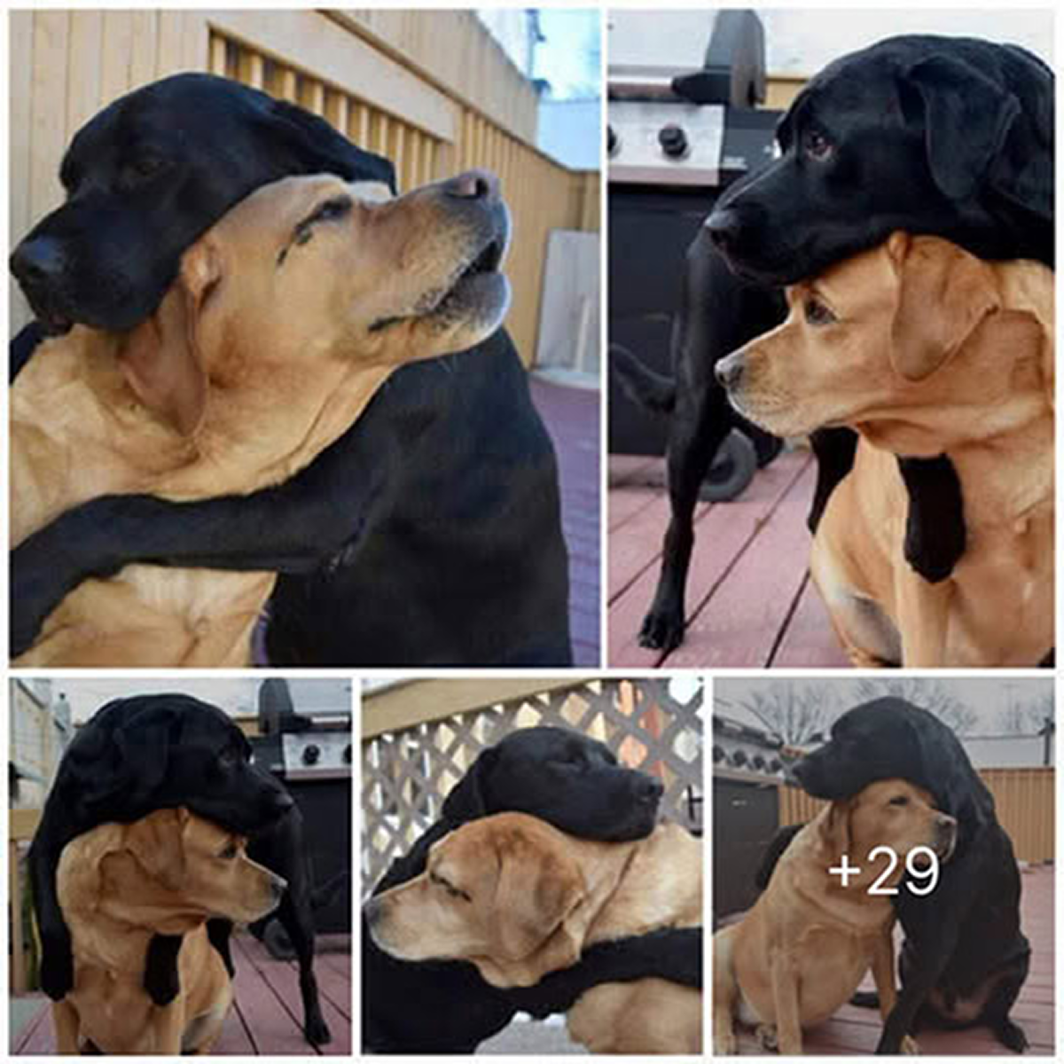 Two stray dogs, reunited after eight months, share an emotional embrace ...