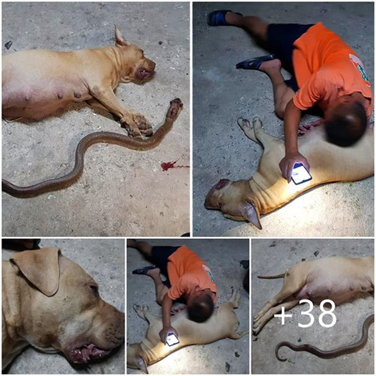 In a Selfless Act, a Pregnant Pit Bull Puts Her Unborn Puppies' Lives ...