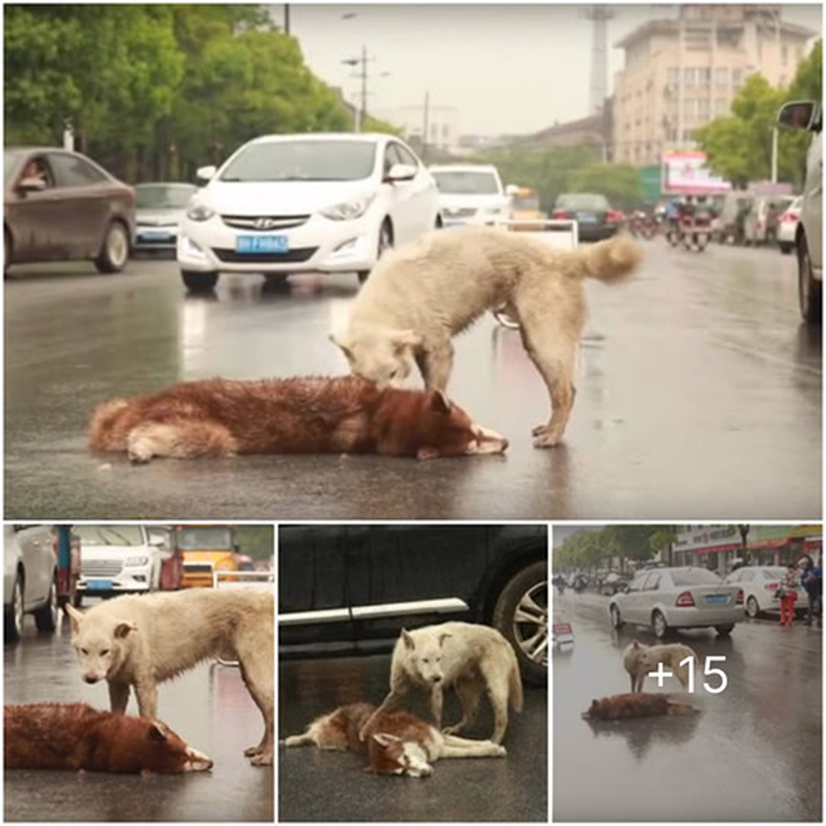 A faithful dog courageously stepped in to rescue his canine companion ...