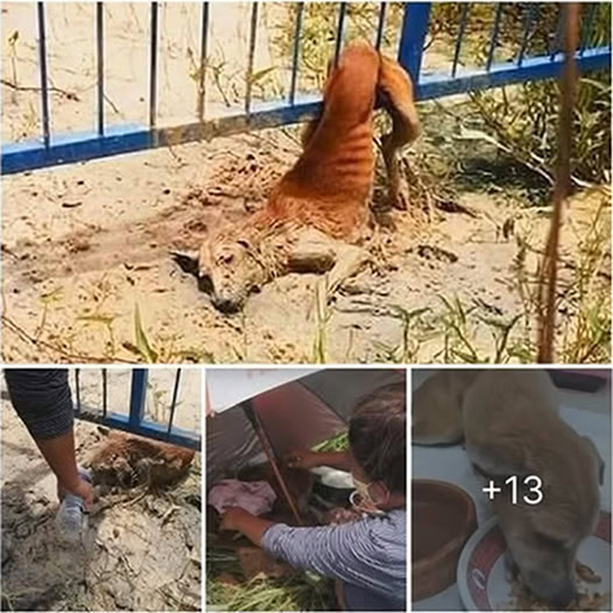 A stranded dog, caught in a fence, pleads for help as the world moves ...