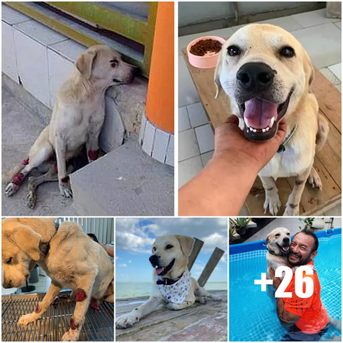 Once abandoned and ailing, Coronel now thrives in a life filled with ...