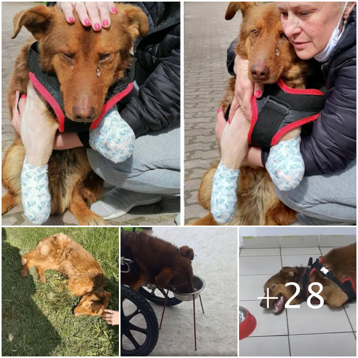 Hope Defies All Odds: The Heartwarming Journey of a Paralyzed Dog and the Heroes Who Saved Him-pvth