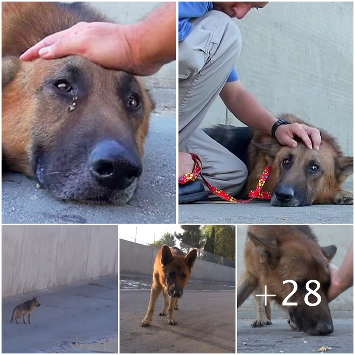 Elderly Dog Trapped in River, Rescued by Kind Volunteers Who Restore His Hope and Happiness-pvth