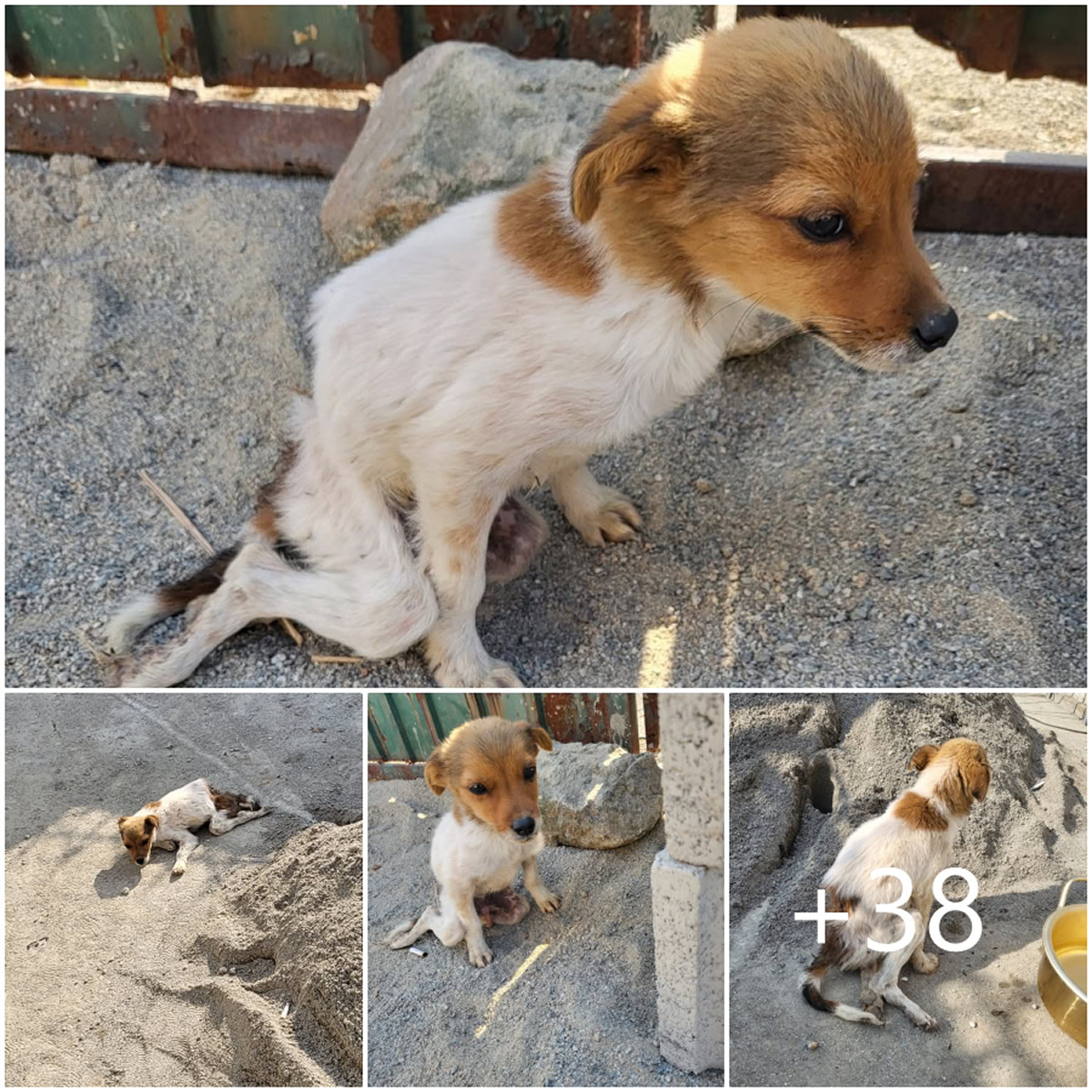 With Gentle Eyes and a Fragile Spirit, the Lost Pup Captures Hearts as Rescuers Arrive in the ...