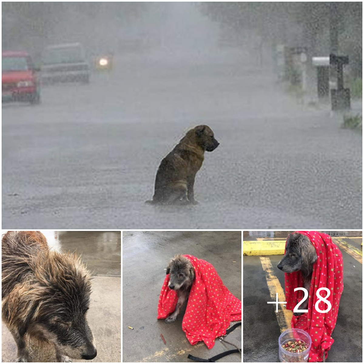 Left Alone in the Cold Rain, the Dog Trembled in Silence—Too Brokenhearted to Take Another Step-pvth