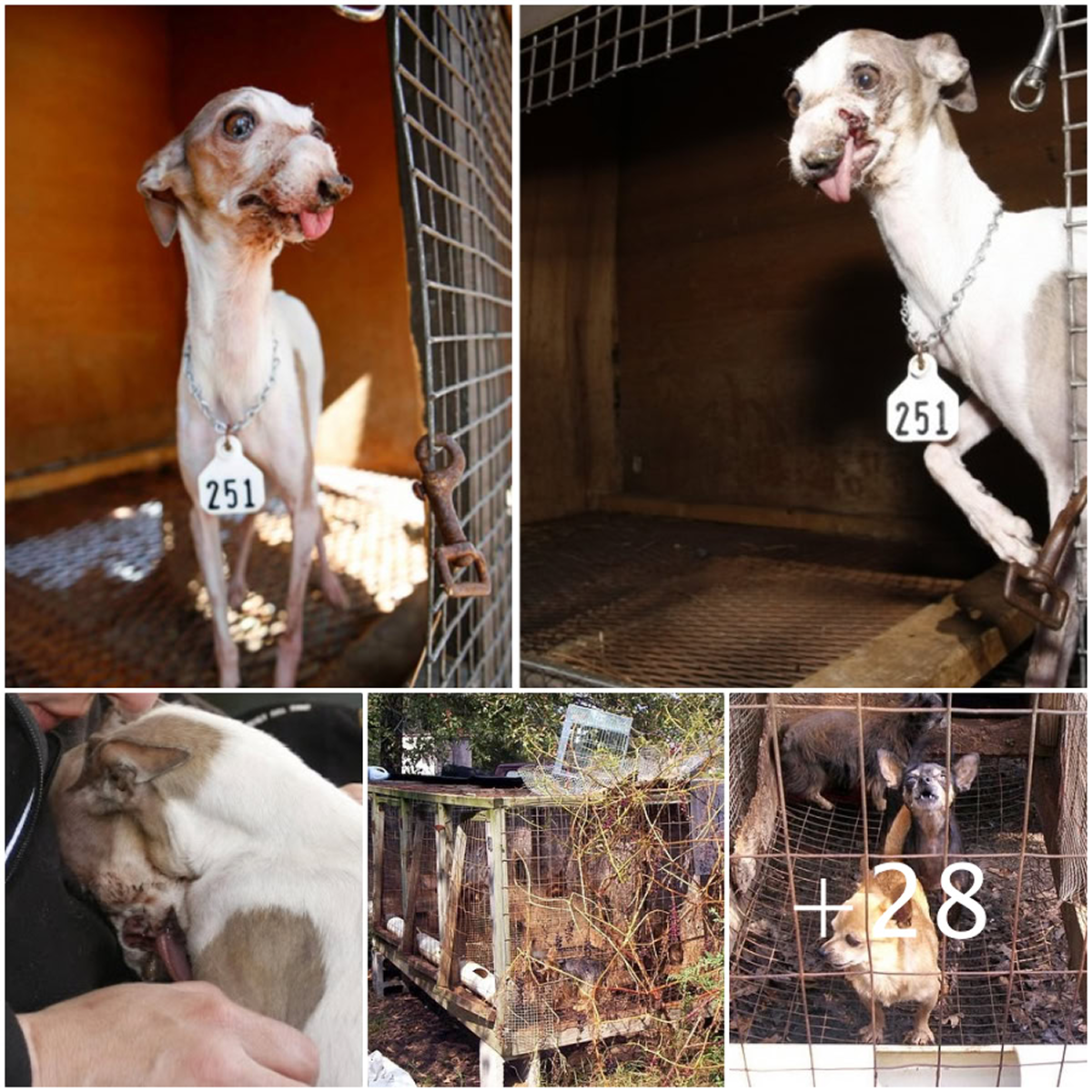 A Touching Message from a Woman to a Puppy Breeder: A Journey of ...