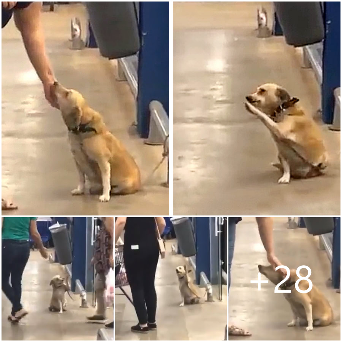 Left Alone at a Storefront, the Gentle Dog Captures the Hearts of ...