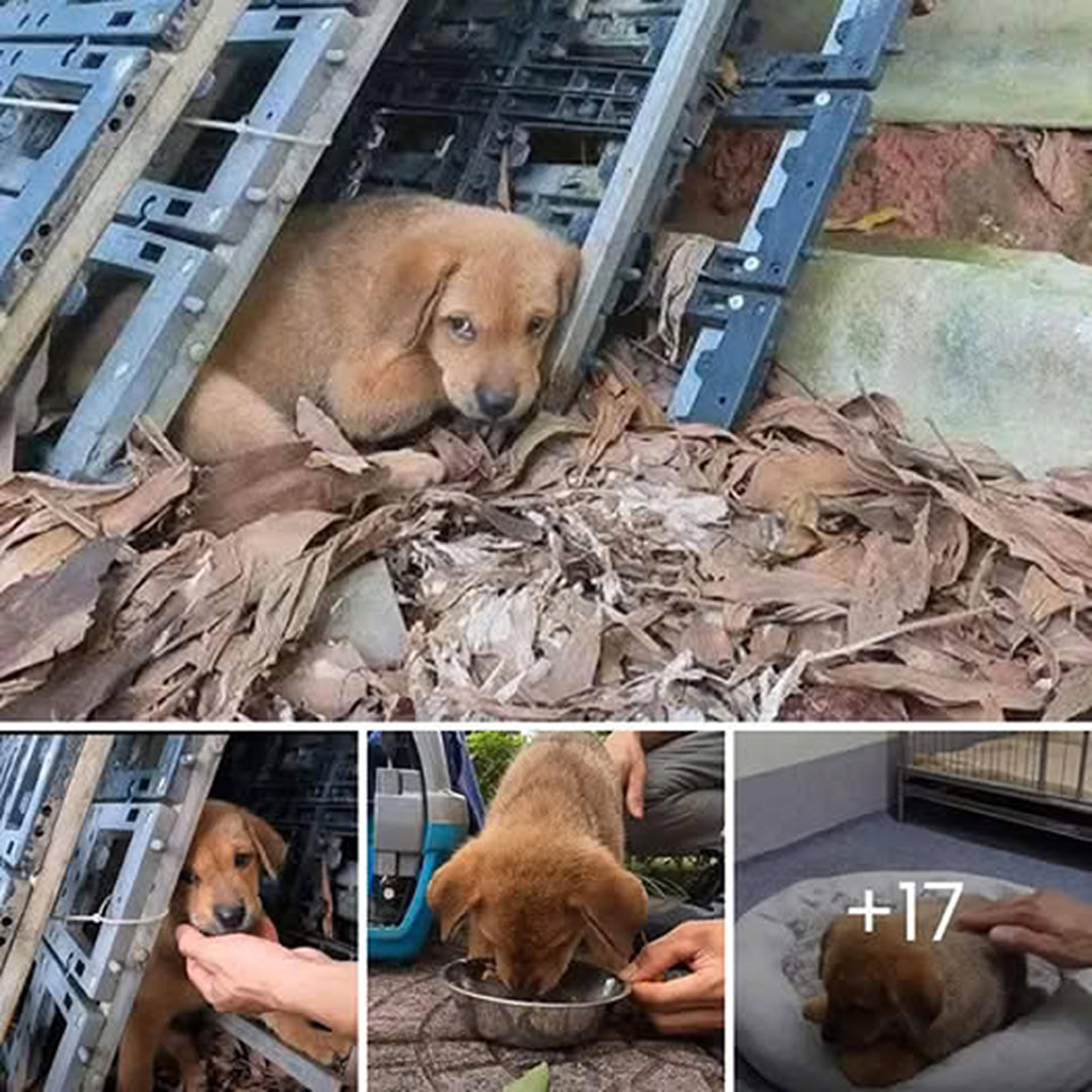 A tiny, shivering pup sits in silence, yearning for a gentle hand and a ...