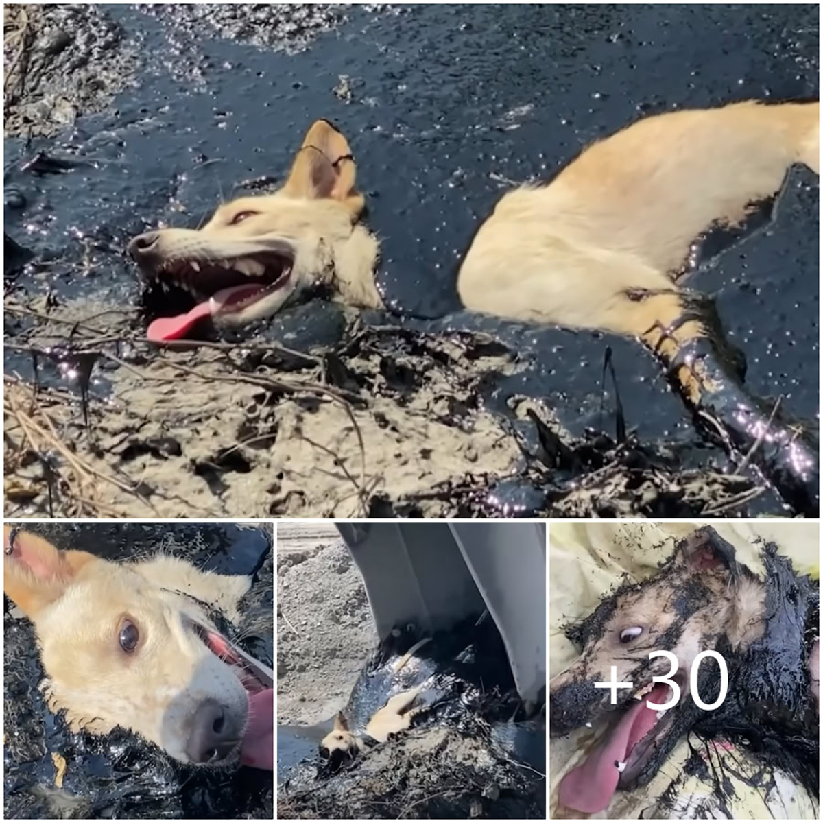 Heroes Unite to Save a Stray Dog Stuck in Hardened Rubber, a Powerful ...