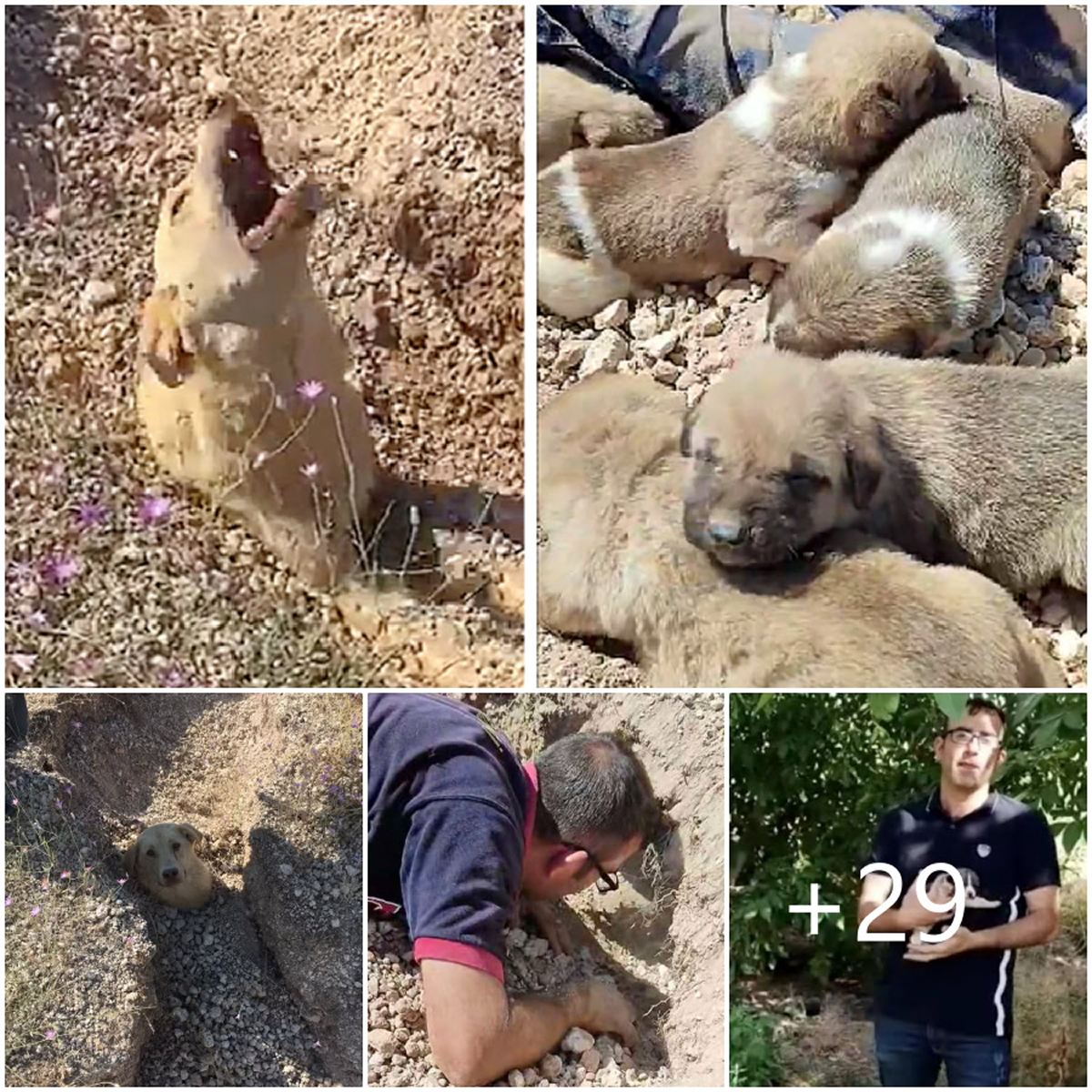 Buried to Her Neck in Dirt, a Mother Dog Cries Out in Desperation ...